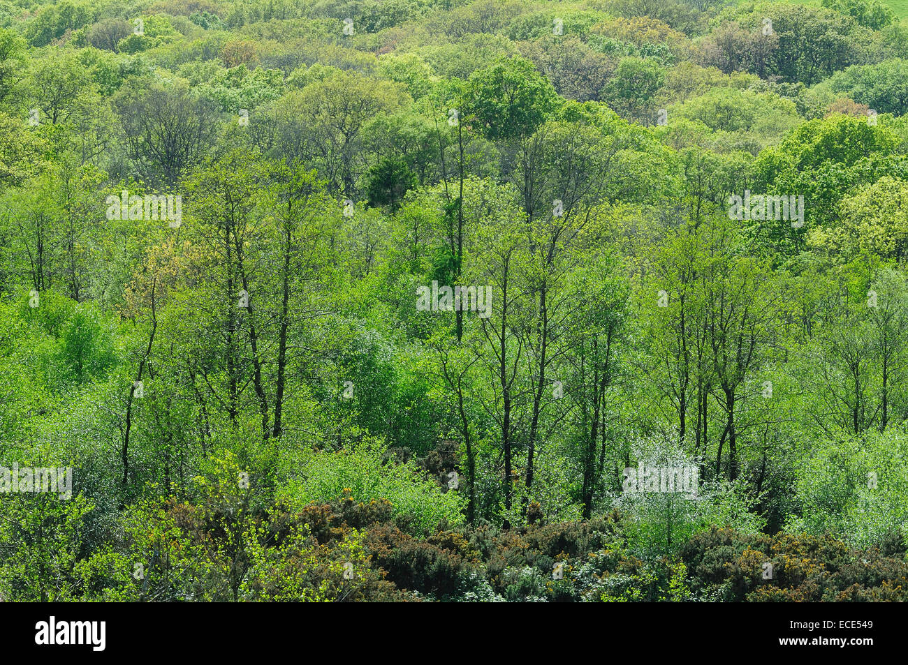Powerstock Common DWT nature reserve. Dorset, UK Stock Photo - Alamy