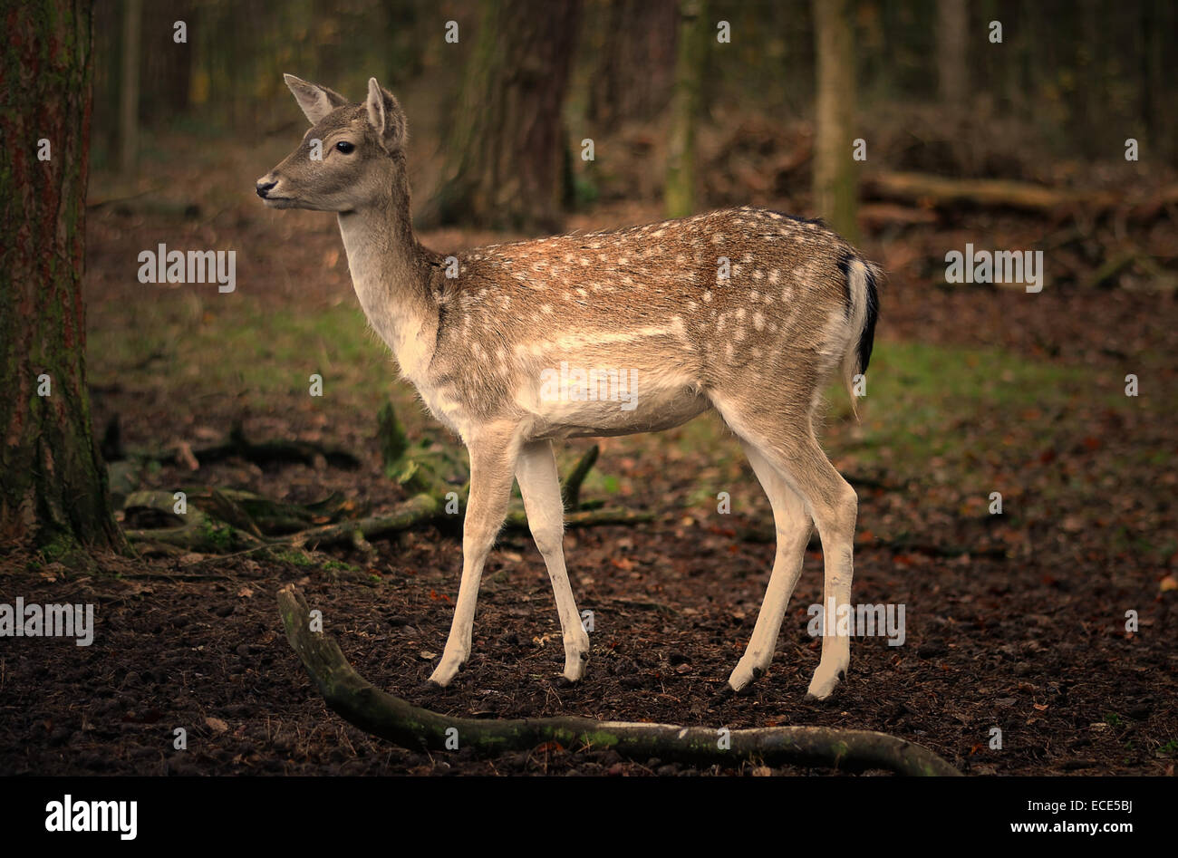 Fallow Deer (Dama dama), female, forest, Hamburg, Germany Stock Photo ...