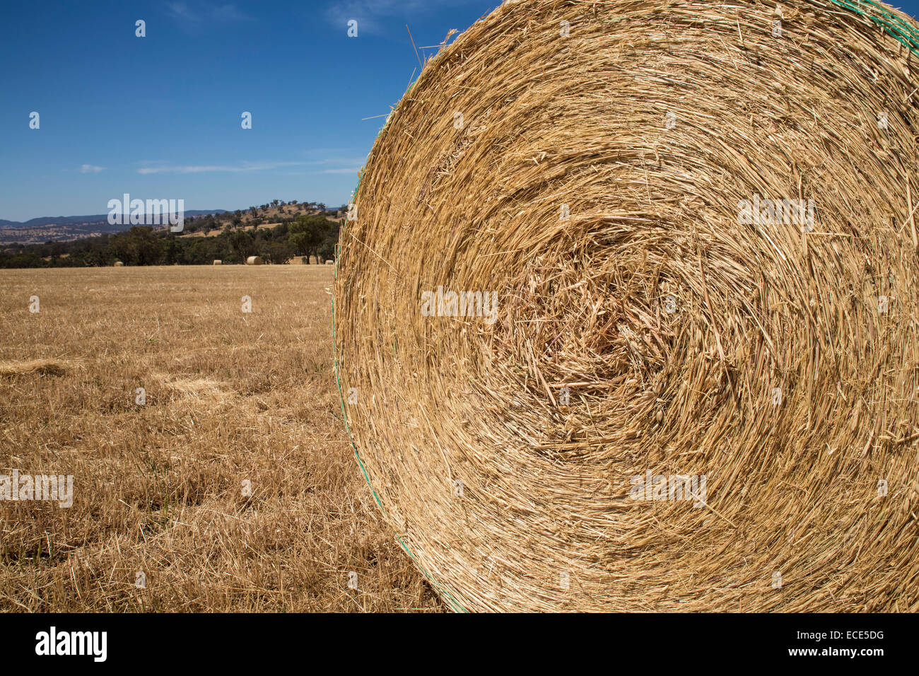 A round hay bale in the Australia countryside, a sure sign of summer ...