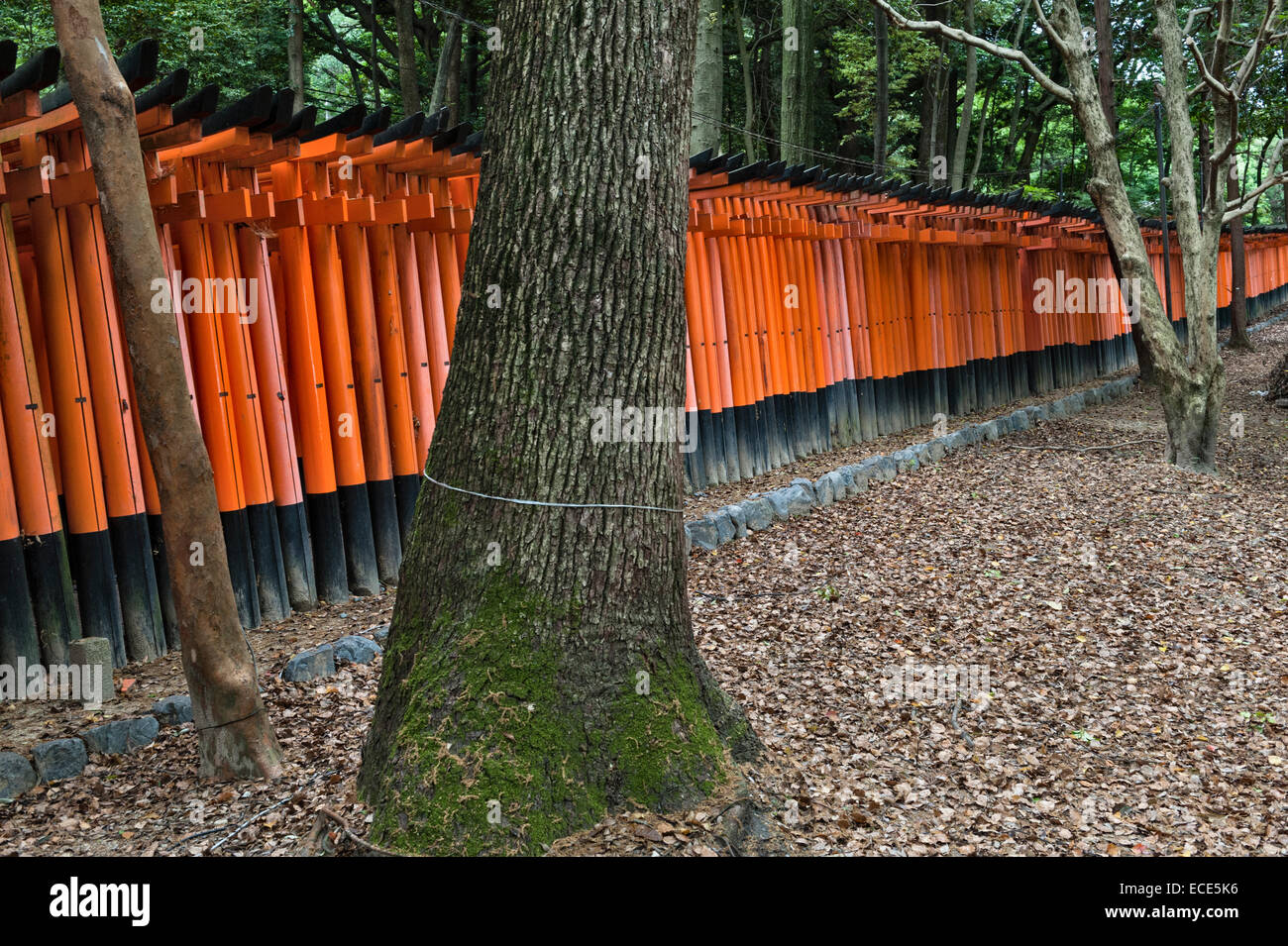 A thousand red torii gates line the mountainside at Fushimi Inari ...