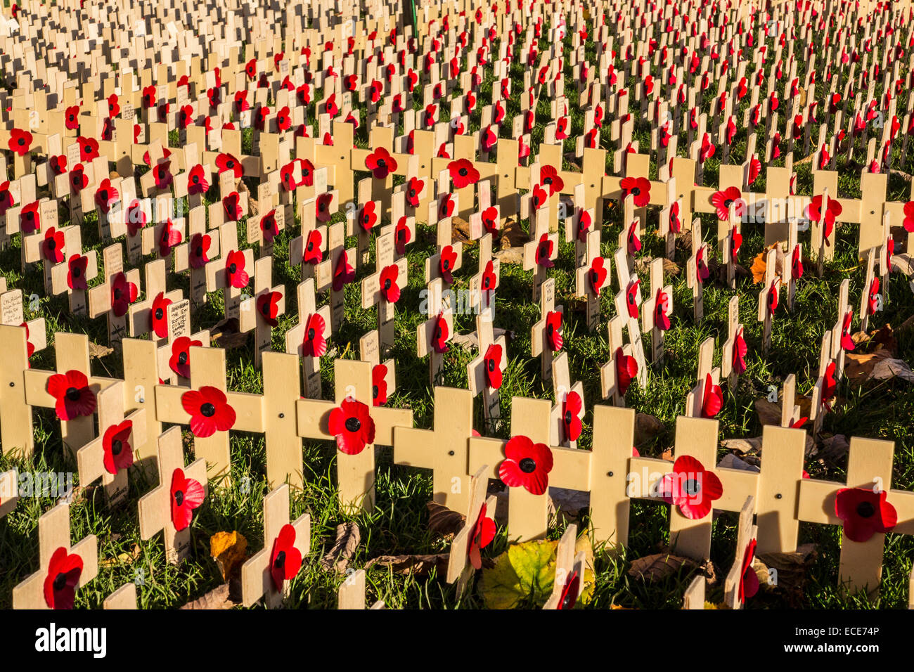 Memorial poppies Edinburgh Stock Photo - Alamy