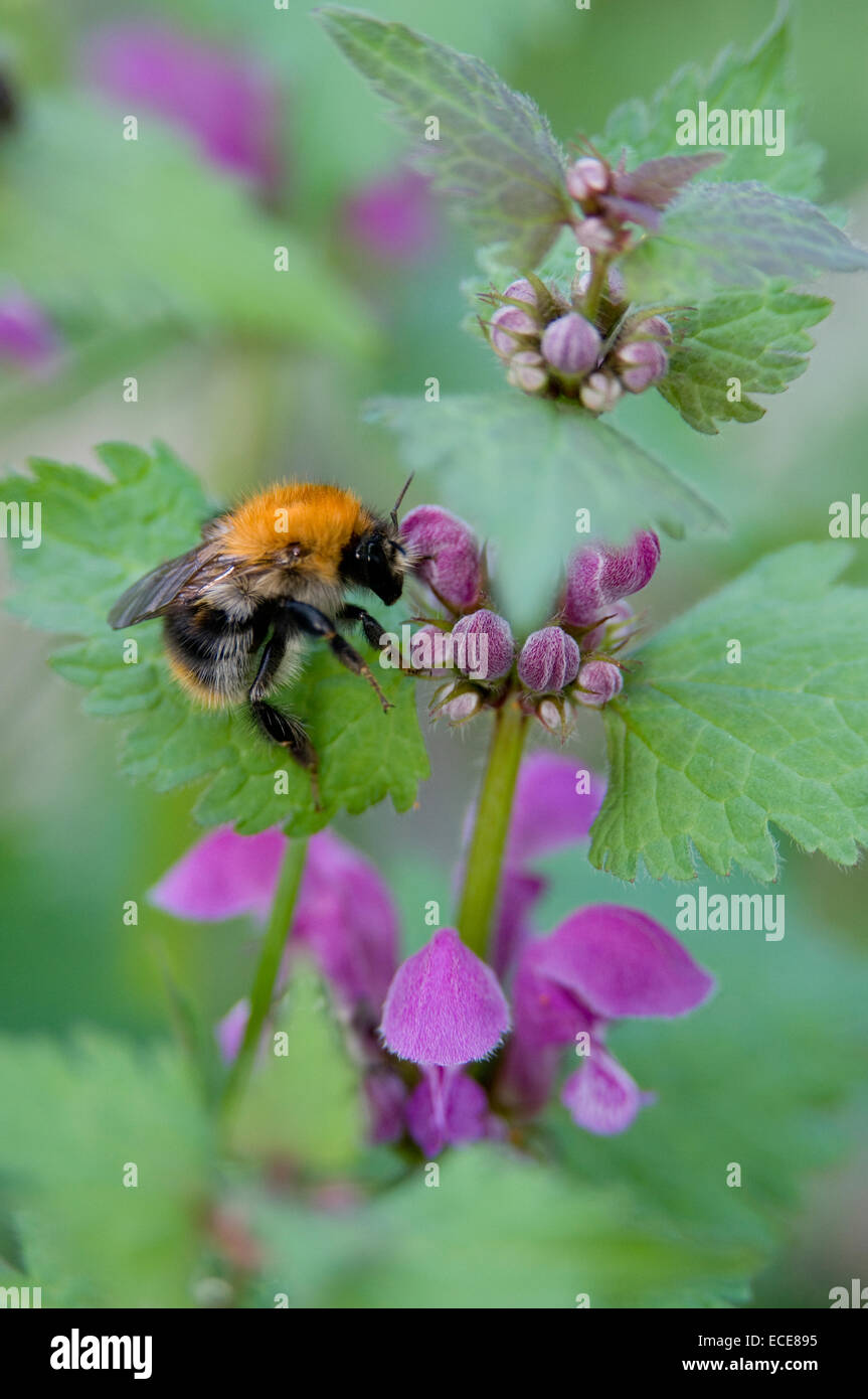 The bumble-bee has touched down on the leaf of plant with bright violet ...