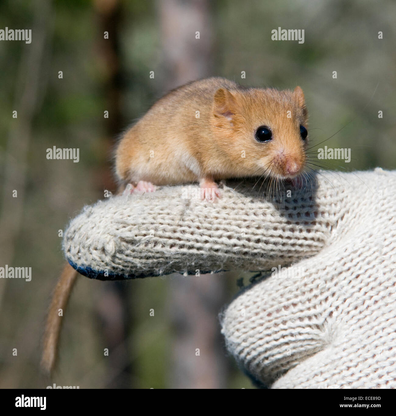 Charming dormouse sits on human finger dressed in glove Stock Photo - Alamy