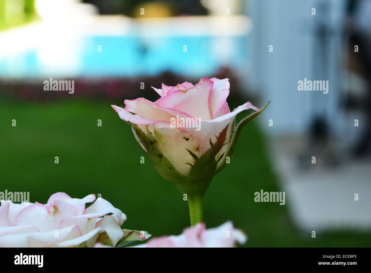 White rose with pool background Stock Photo - Alamy