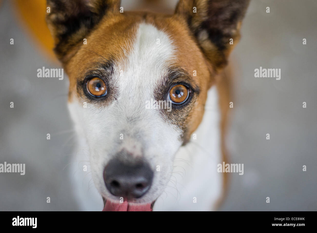 Happy pets hi-res stock photography and images - Alamy