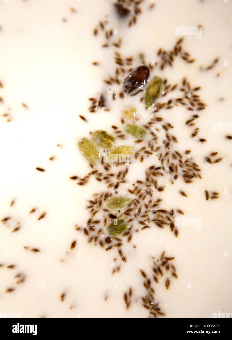 Floating coconut seeds hi-res stock photography and images - Alamy