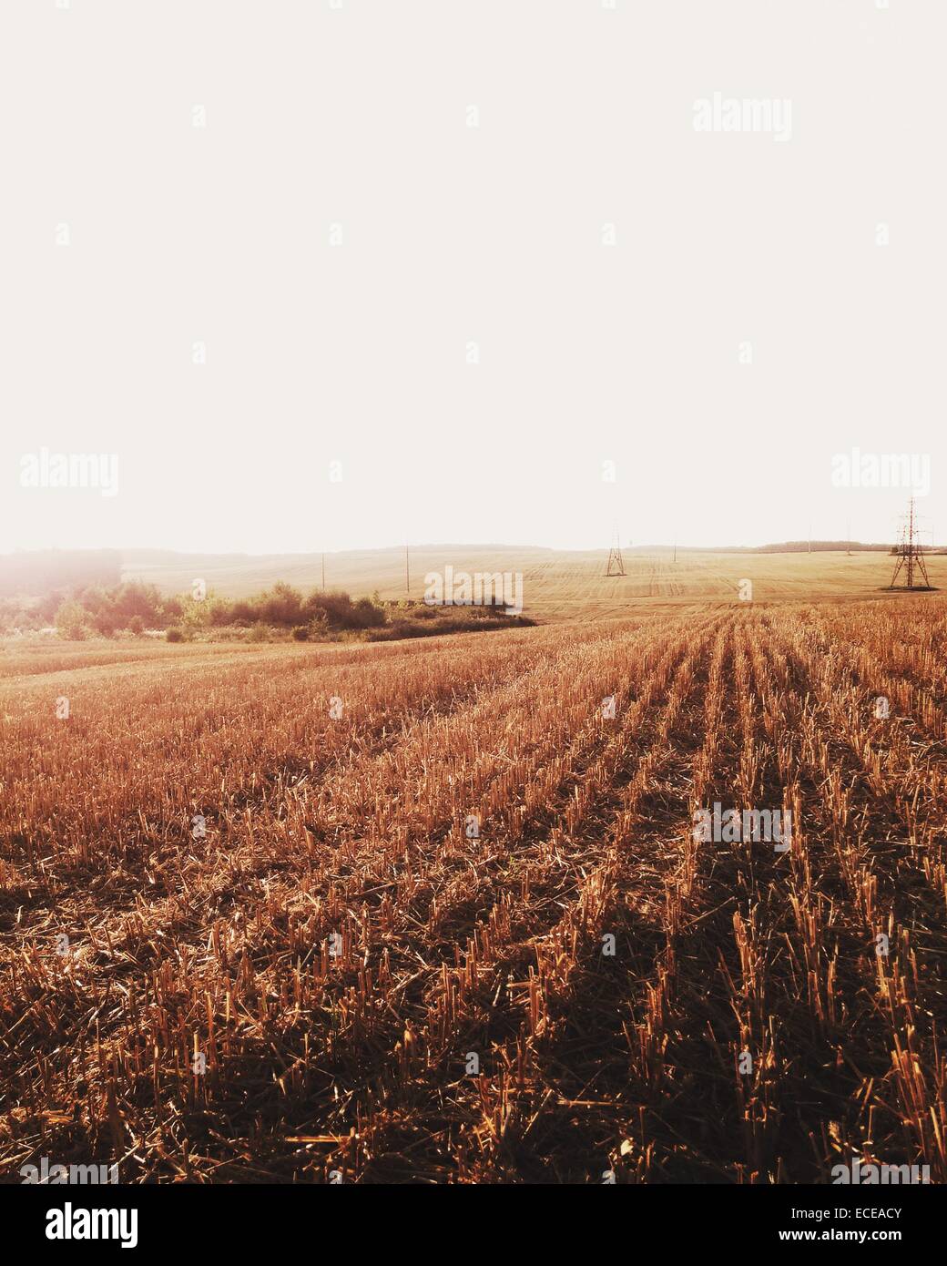 Golden fields hi-res stock photography and images - Alamy