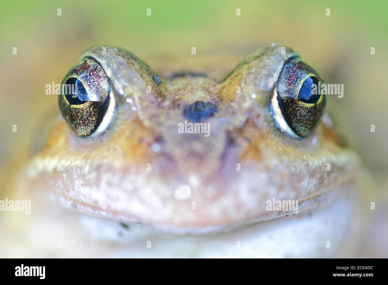 Detail of frog Stock Photo - Alamy