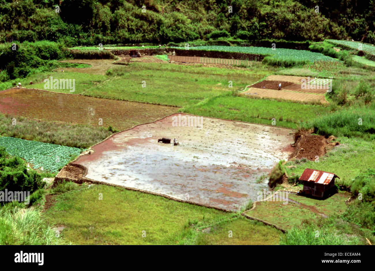 Rice terraces. Sagada. Central Cordillera. Luzon. Philippines. From ...