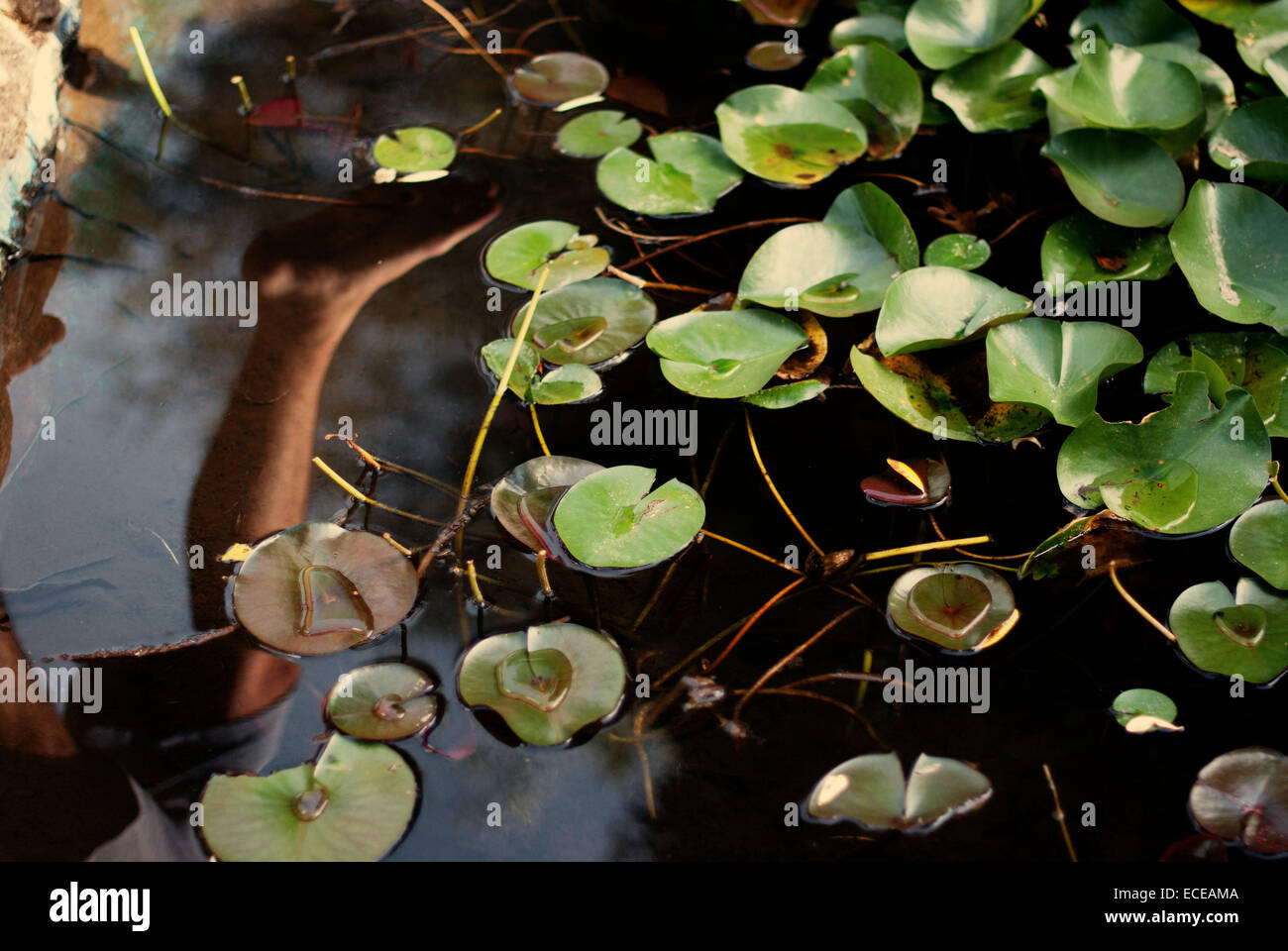 Close up of lily pad hi-res stock photography and images - Alamy