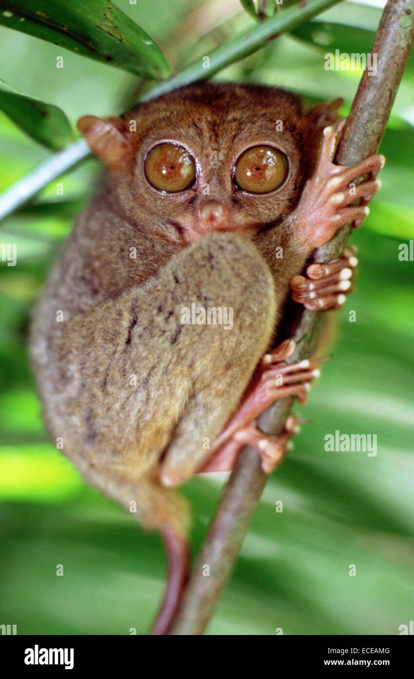 Tarsier. Tarsius Syrichta. Bohol. Las Visayas. Philippines. Tarsiers ...