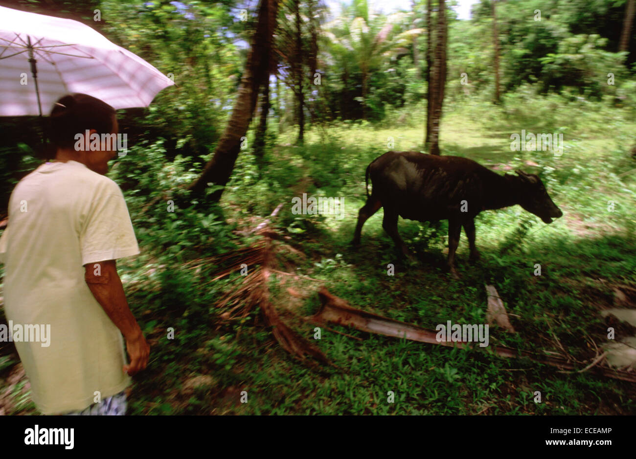 Old woman. Rural road and ox or water buffalo. Sikatuna. Bohol. The ...