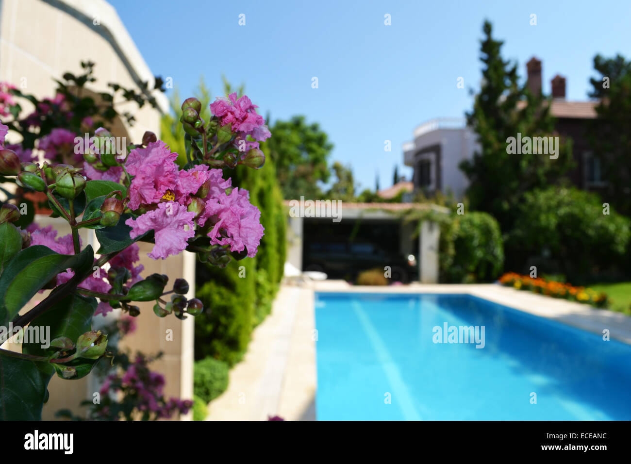 A pink flower with pool view in the background Stock Photo - Alamy
