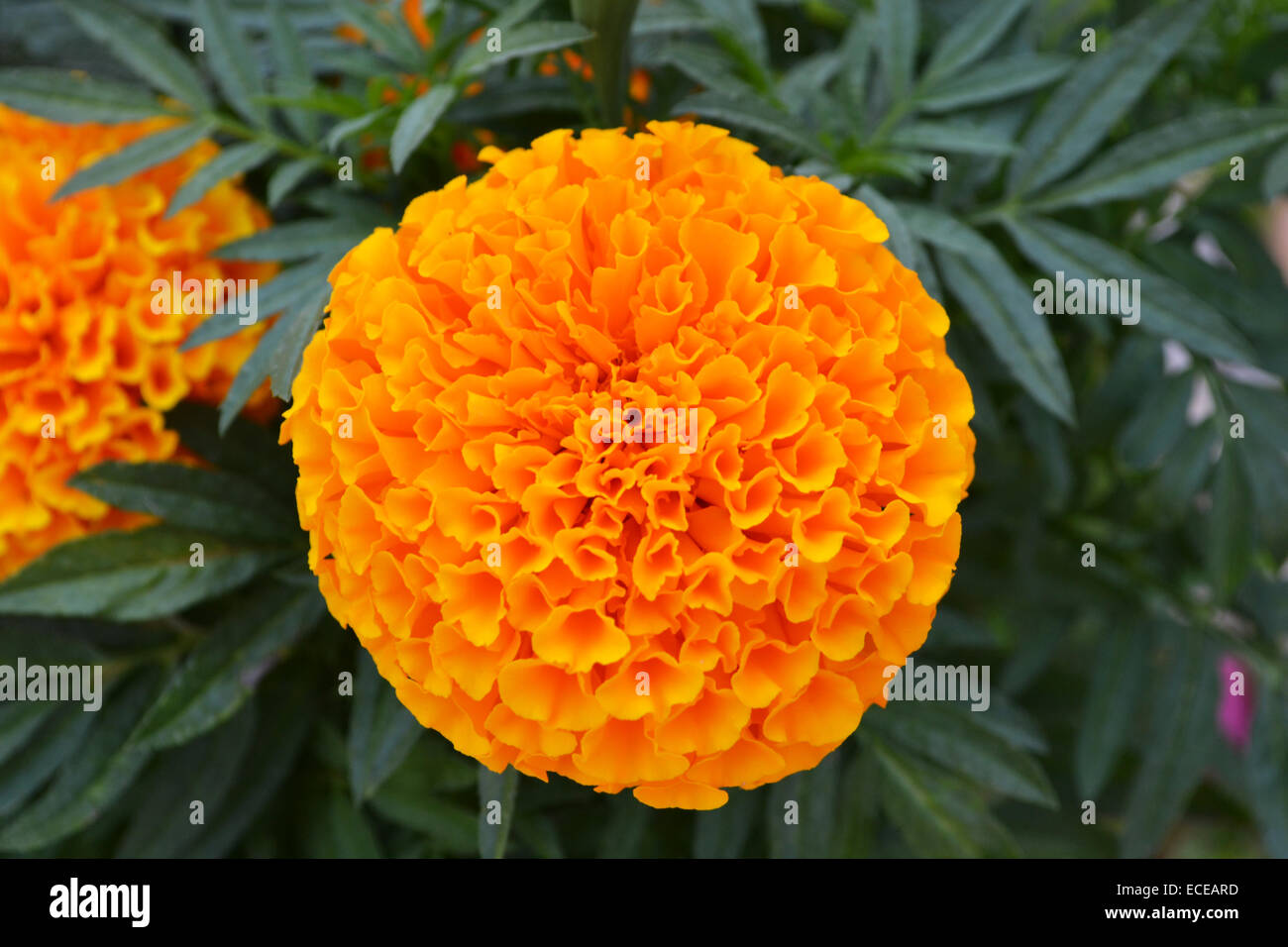 Tagetes paula flower Stock Photo - Alamy