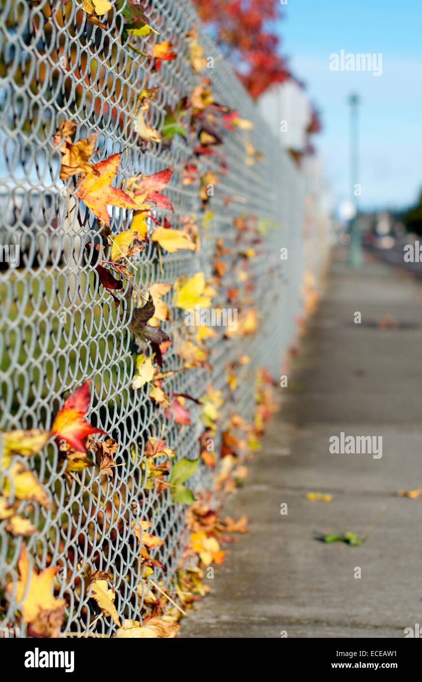 Colorful fall leaves lodged in chain link fence Stock Photo - Alamy