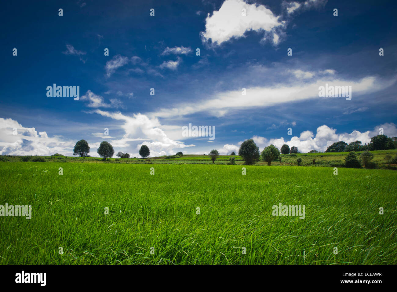 Myanmar, Shan, Green fields Stock Photo - Alamy