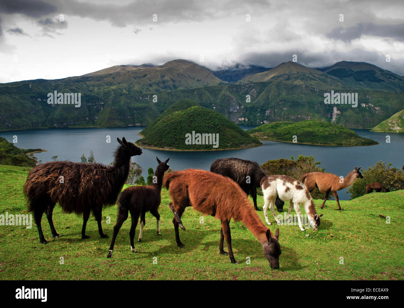 Llamas ecuador hi-res stock photography and images - Alamy