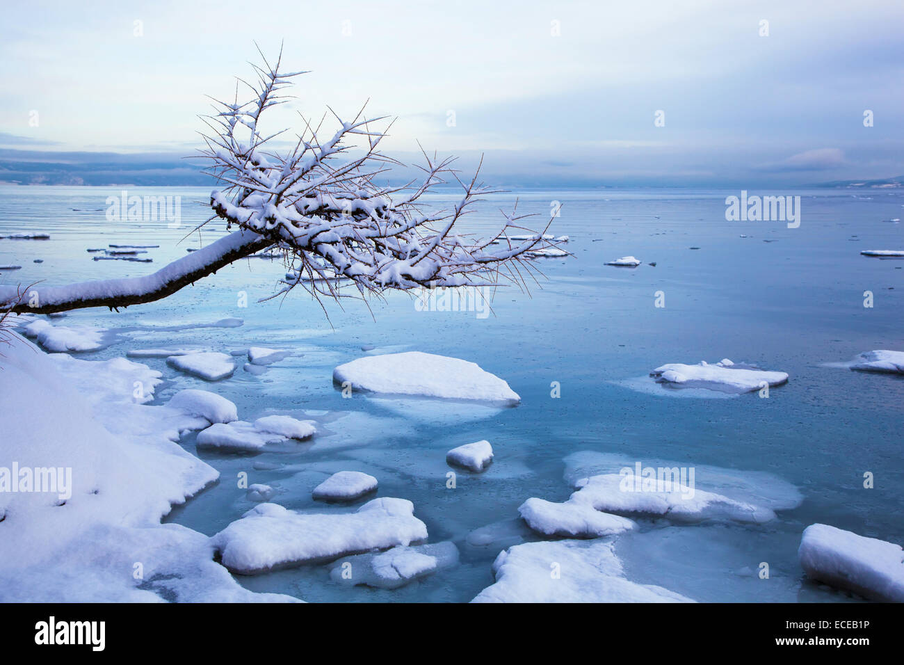 Norwegian winter fjord landscape with tree and ice Stock Photo - Alamy