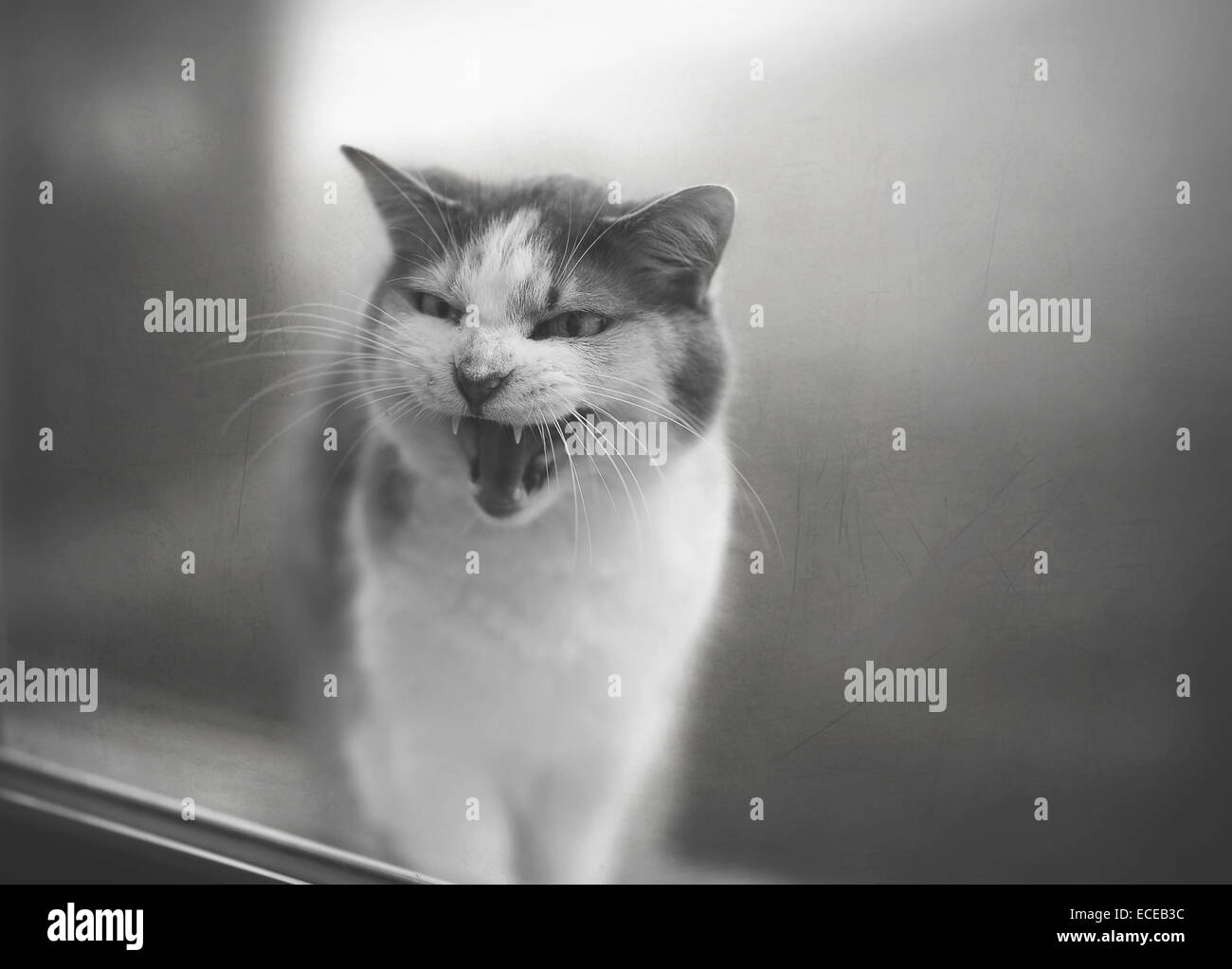 Meowing hi-res stock photography and images - Alamy