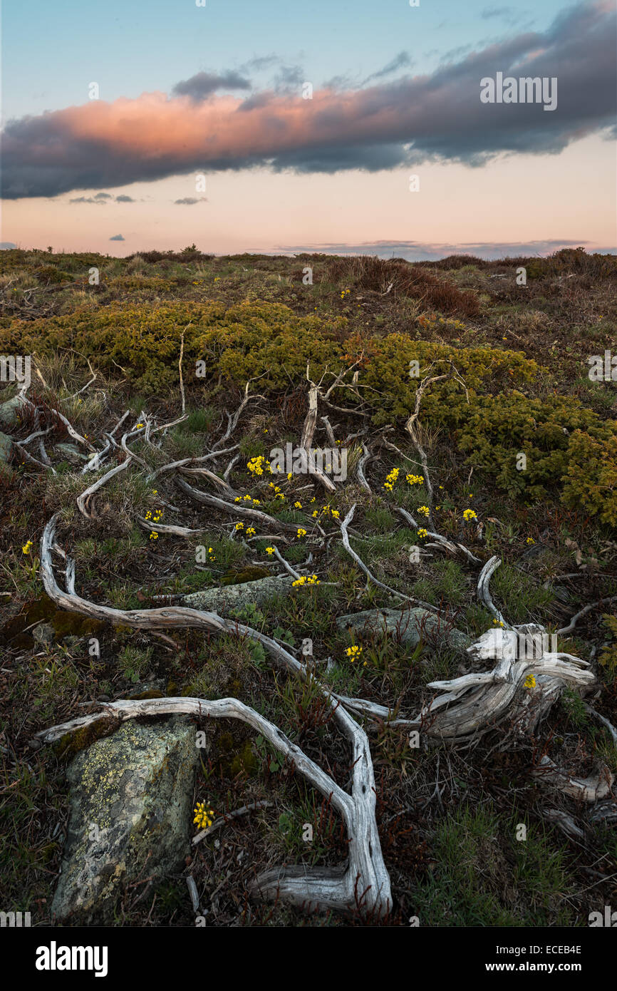 Ground on roots hi-res stock photography and images - Alamy