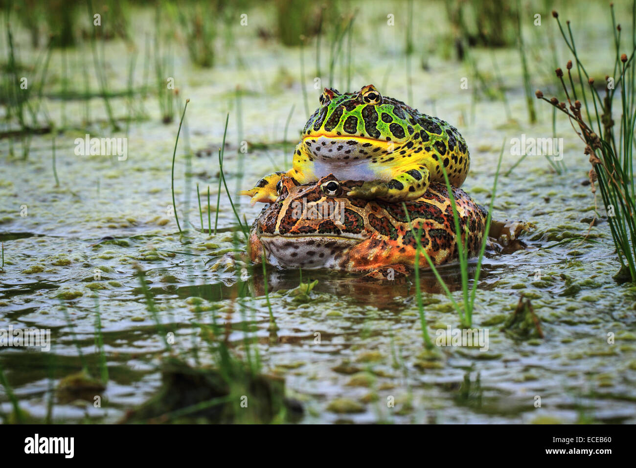 Toads mating in pond, Indonesia Stock Photo - Alamy