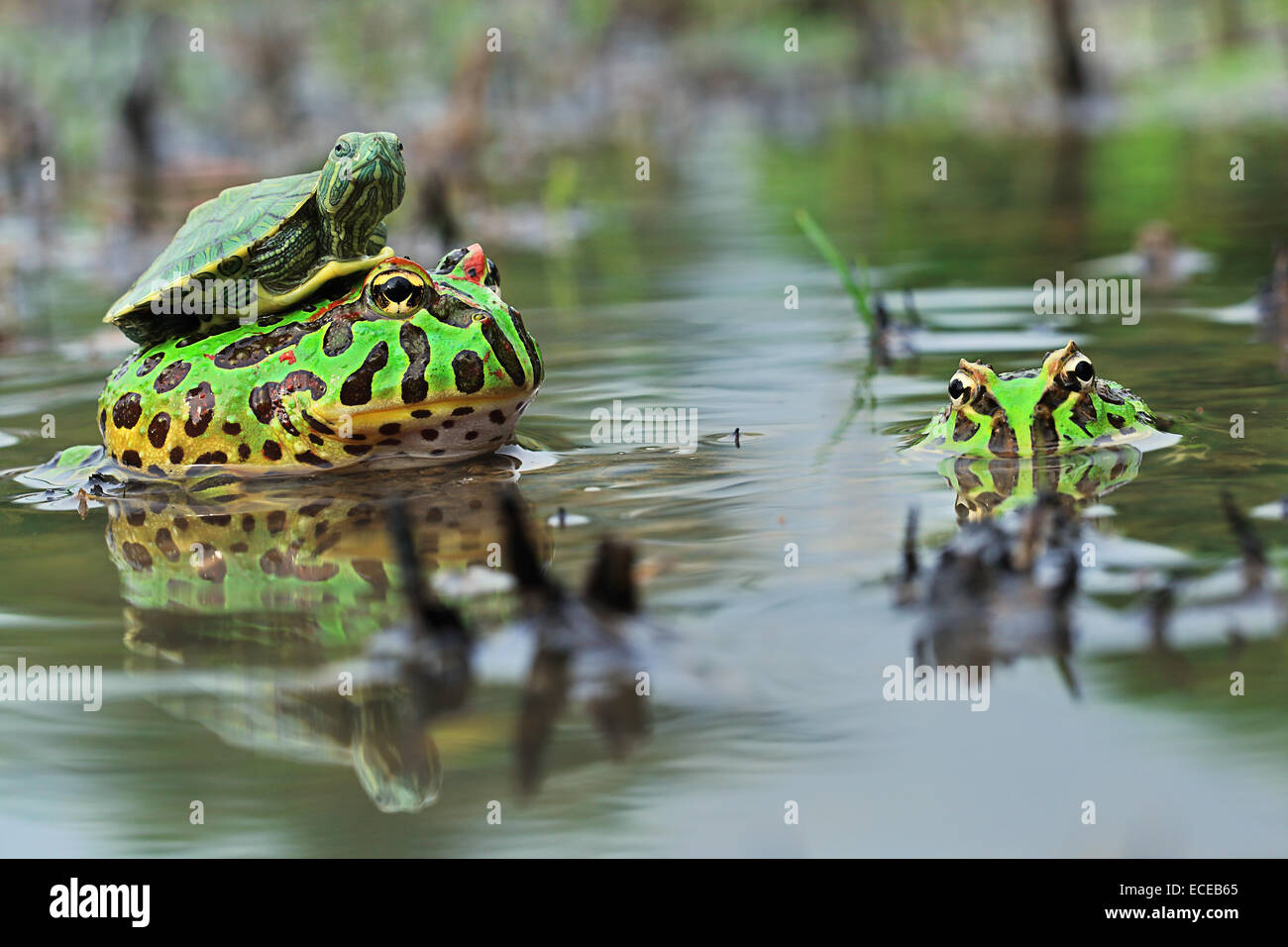 Turtle sitting on toad, Indonesia Stock Photo - Alamy