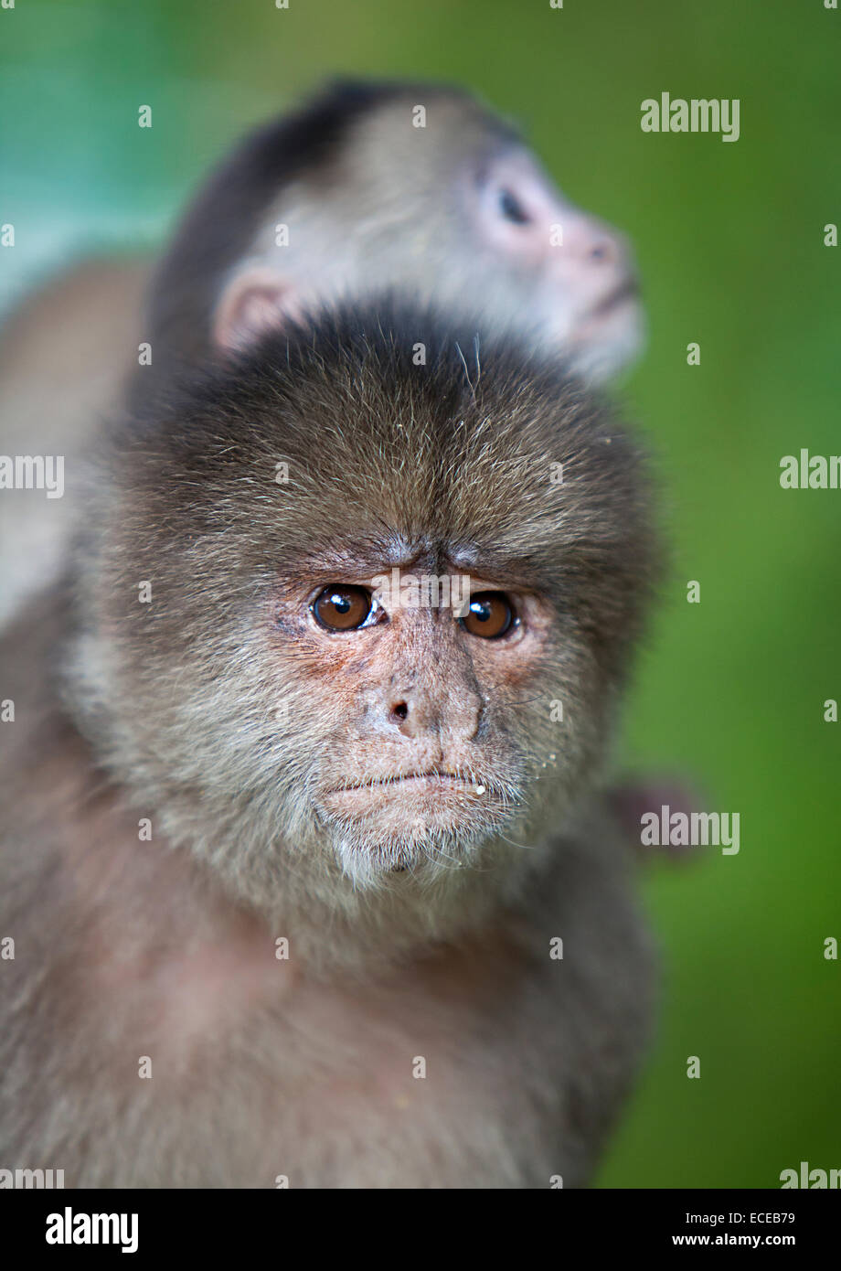 Female Monkey with her infant, Misahualli, Ecuador Stock Photo - Alamy