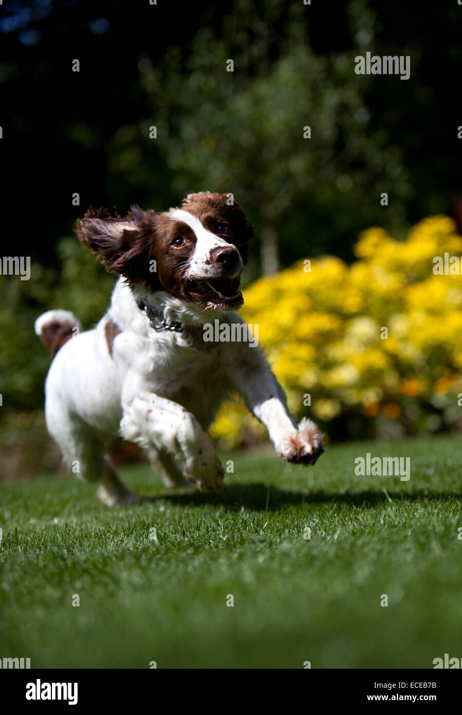 Springer spaniel running in garden Stock Photo - Alamy