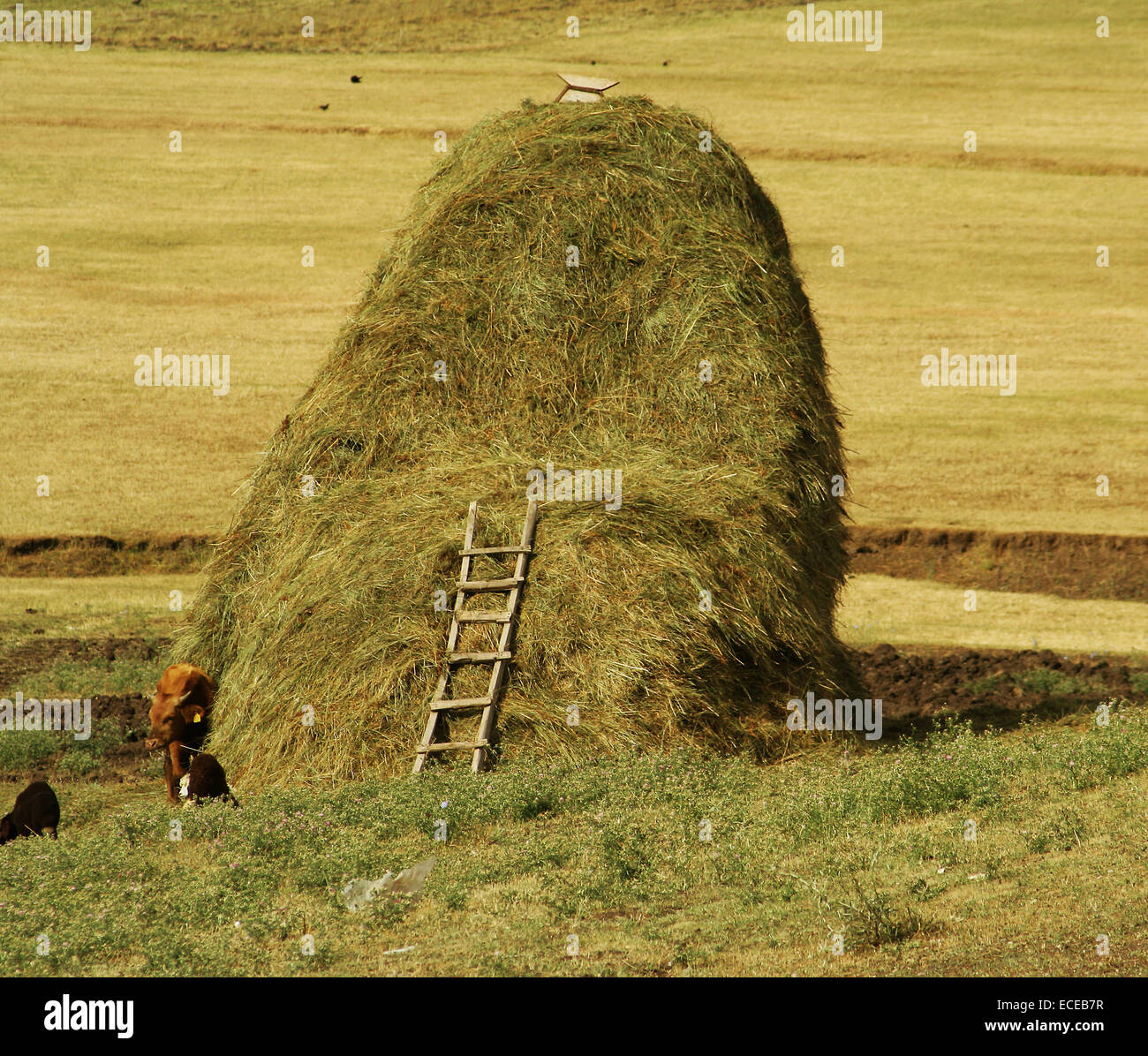 Giant haystack hi-res stock photography and images - Alamy