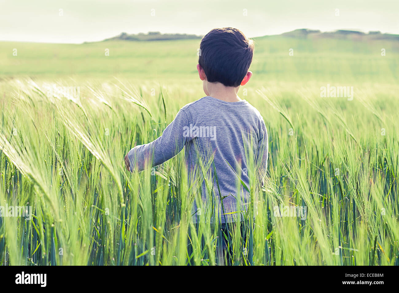 Rear view of a boy standing in a field Stock Photo - Alamy