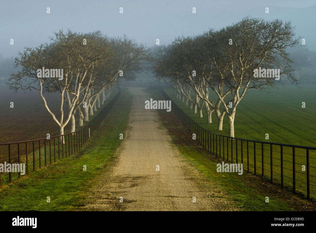 Treelined driveway hi-res stock photography and images - Alamy
