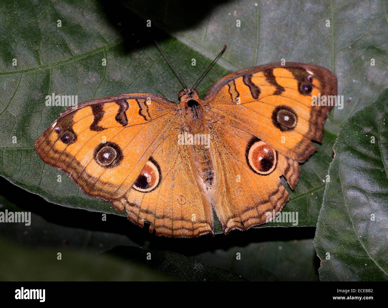 Southeast Asian Peacock Pansy butterfly (Junonia almana Stock Photo - Alamy