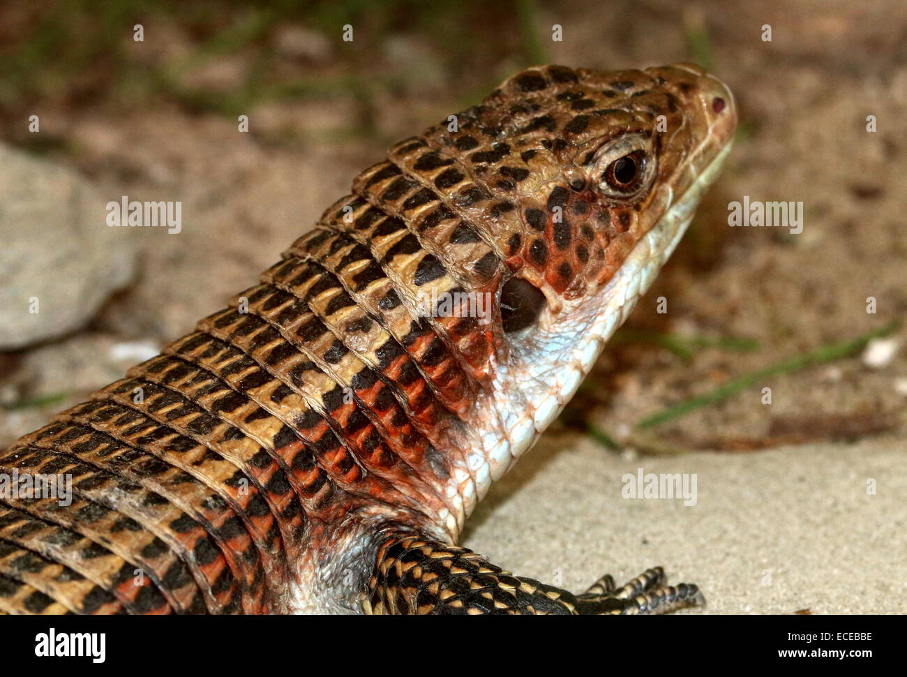 Sudan or Western plated lizard (Gerrhosaurus major, Broadleysaurus ...