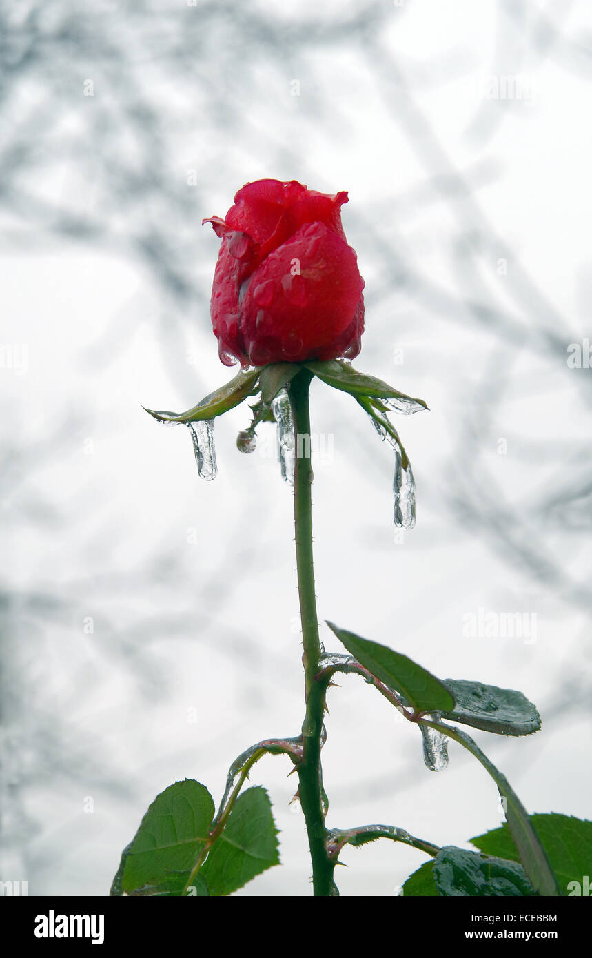 Frozen rose hi-res stock photography and images - Alamy