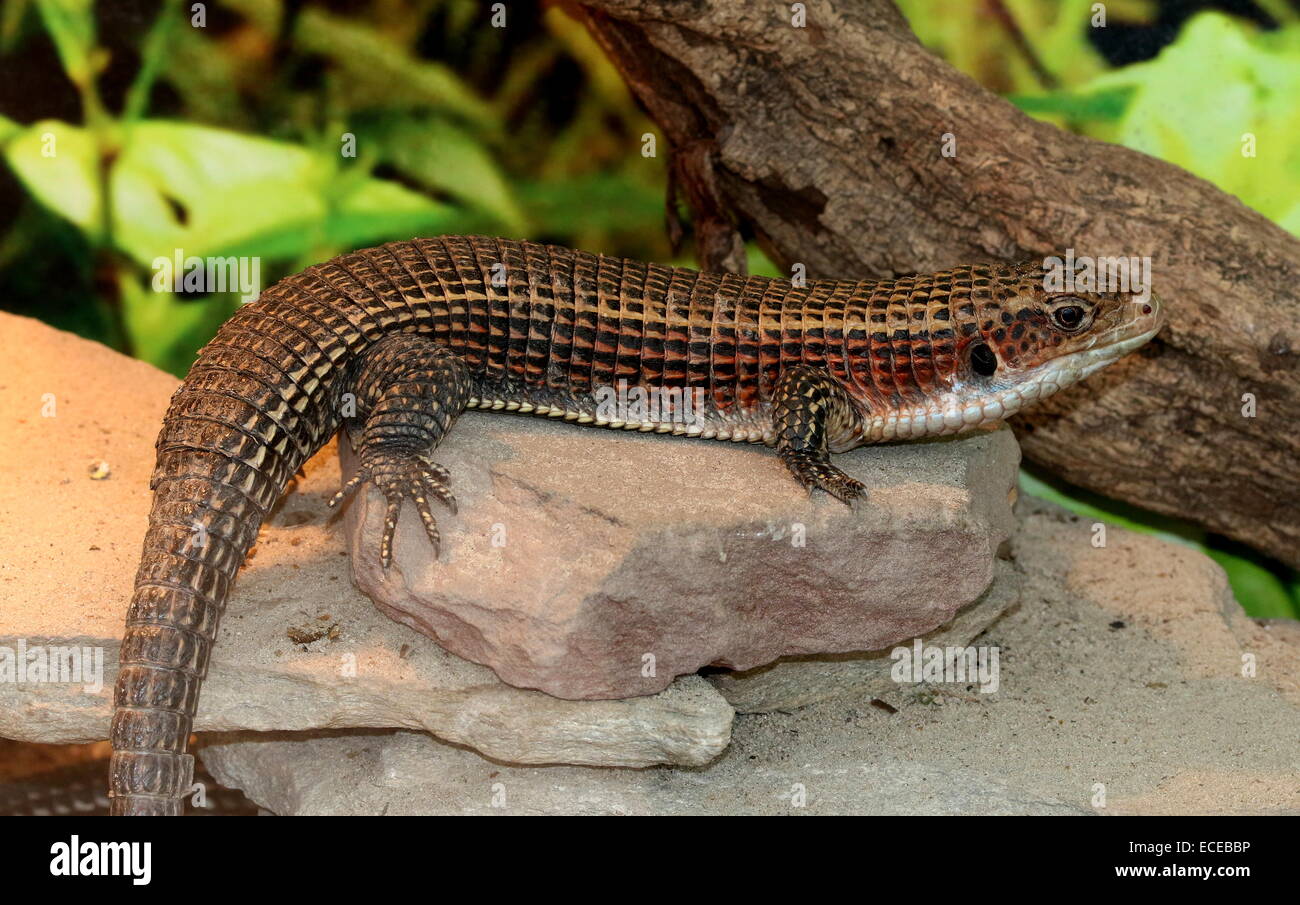 Sudan or Western plated lizard (Gerrhosaurus major, Broadleysaurus ...