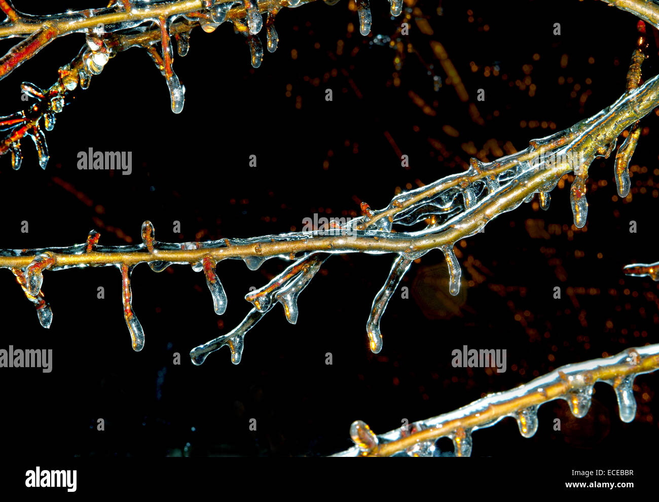 Frosted branches night Stock Photo - Alamy