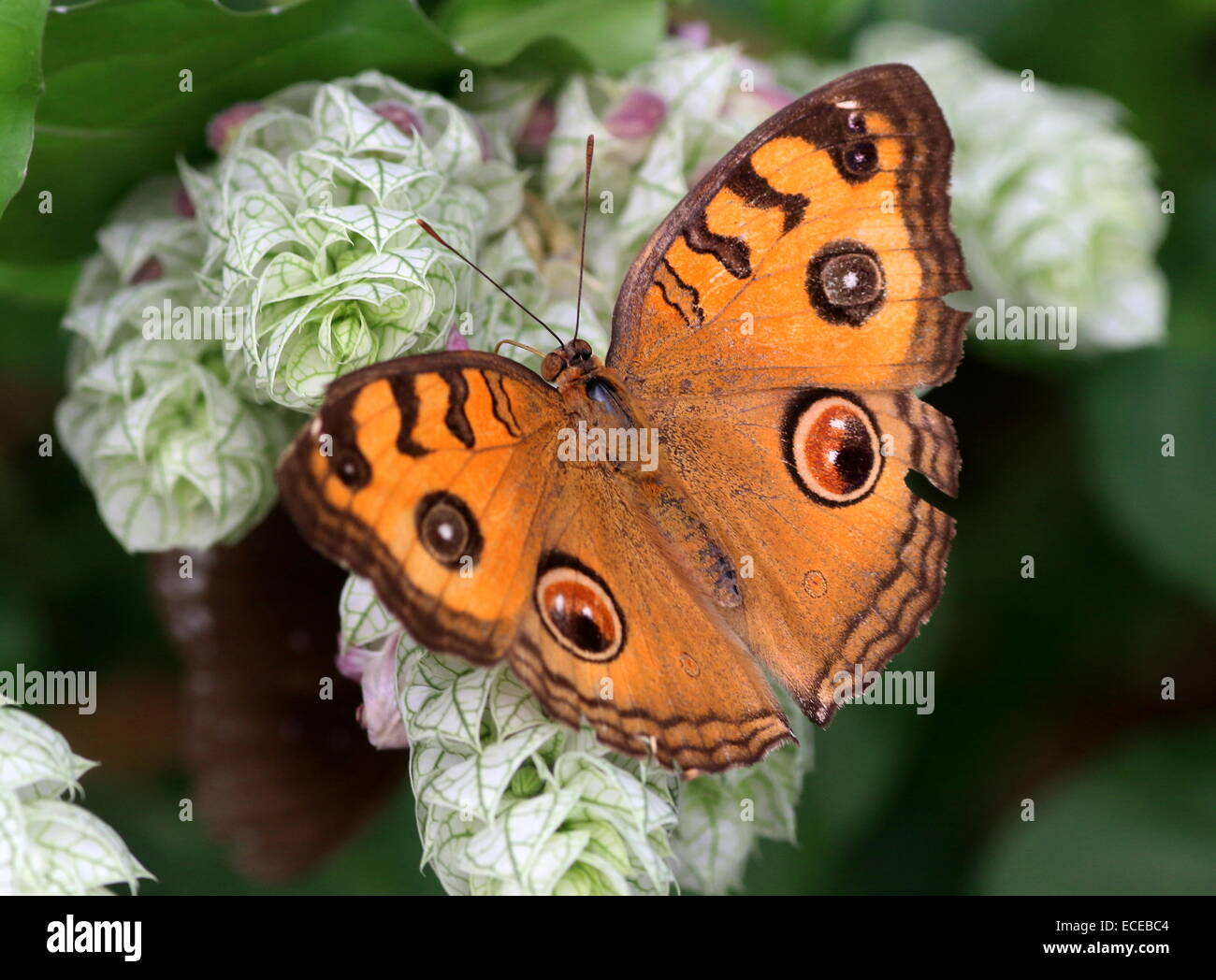 Southeast Asian Peacock Pansy butterfly (Junonia almana Stock Photo - Alamy