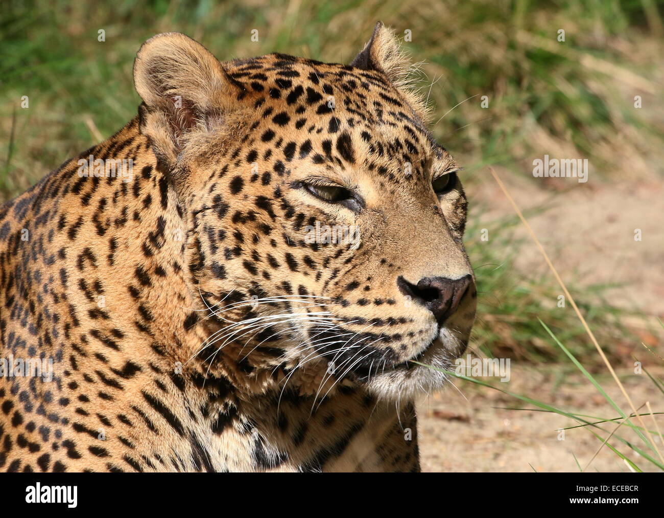 Sri-Lankan Leopard or panther ( Panthera pardus kotiya) close-up of the ...