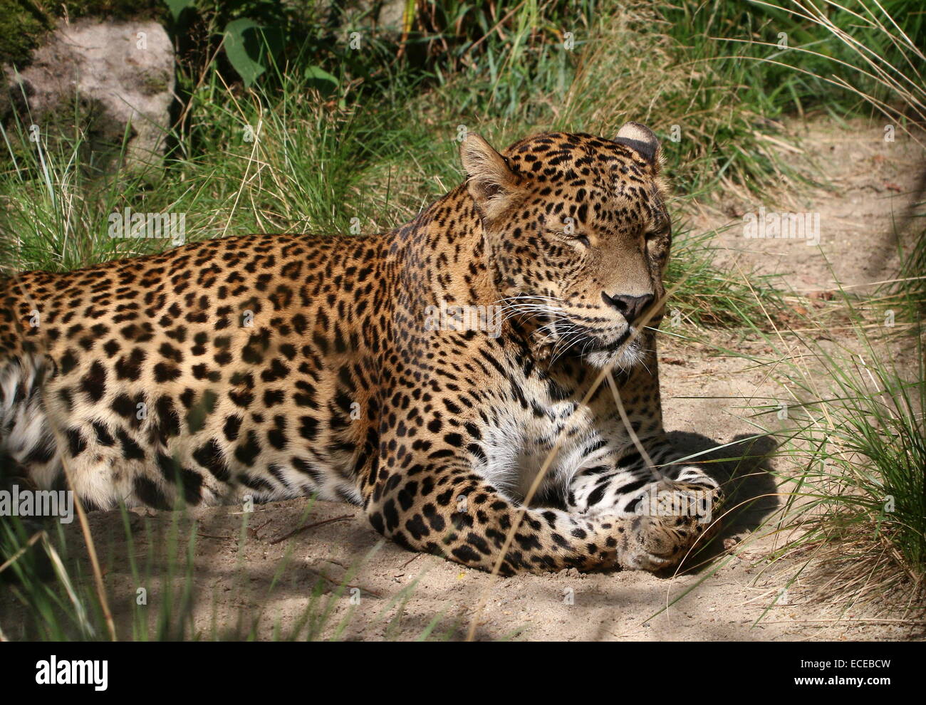 Sri-Lankan Leopard or panther ( Panthera pardus kotiya) close-up Stock ...