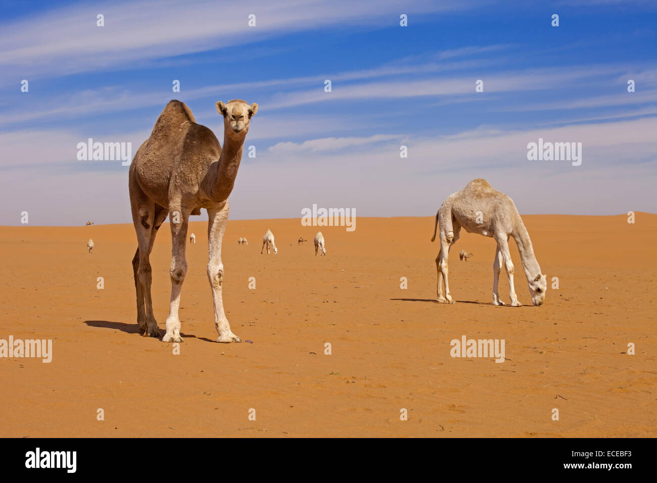 Saudi Arabias Camels Eating