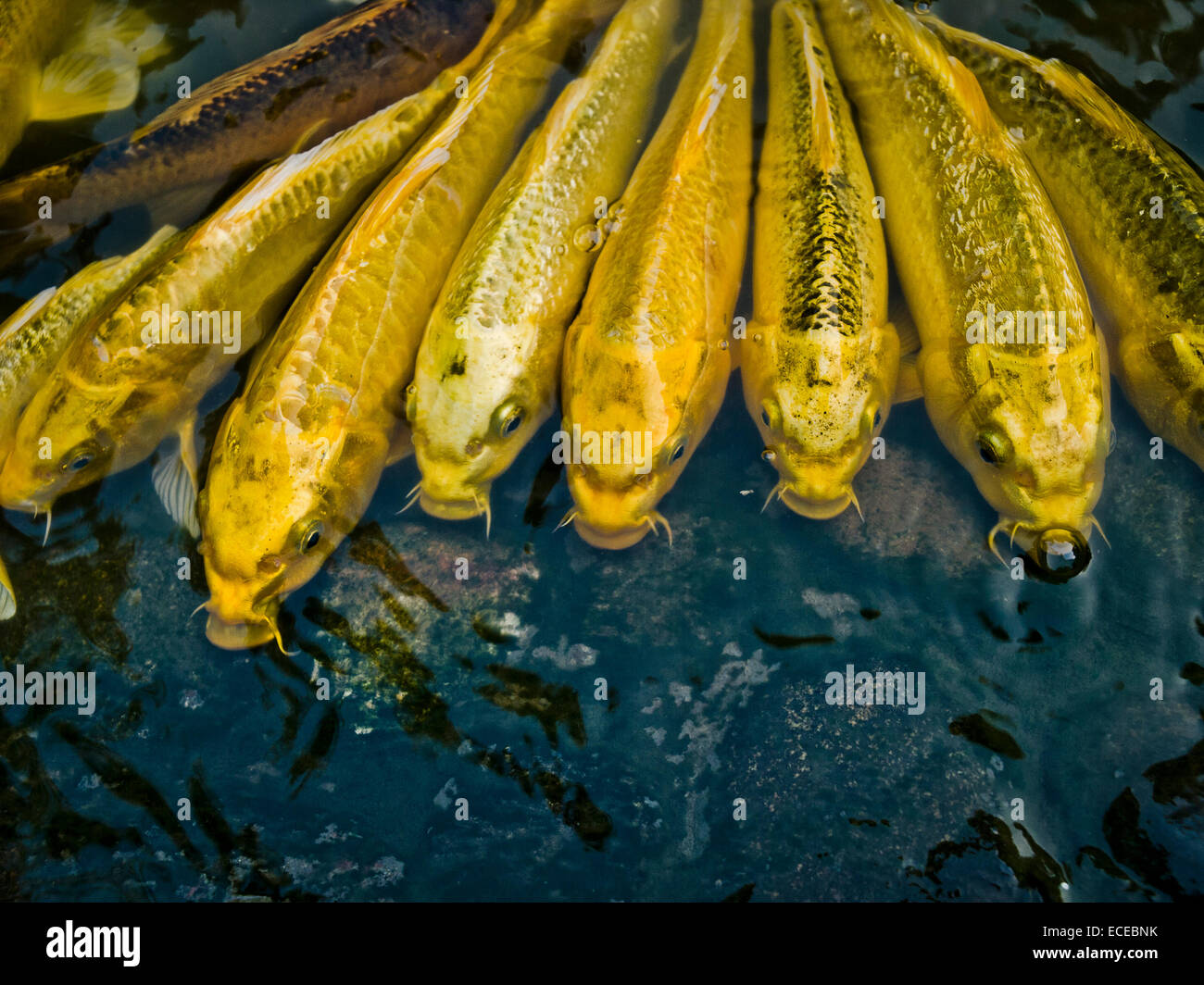 Horizontal view golden fish hi-res stock photography and images - Alamy