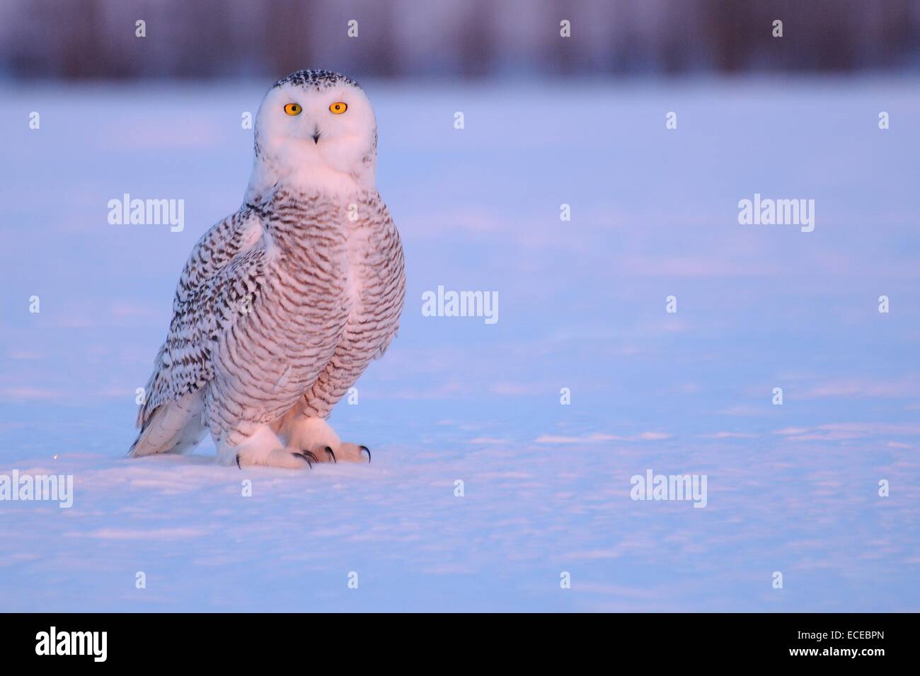 Portrait of snow owl, Mirabel, Quebec, Canada Stock Photo - Alamy