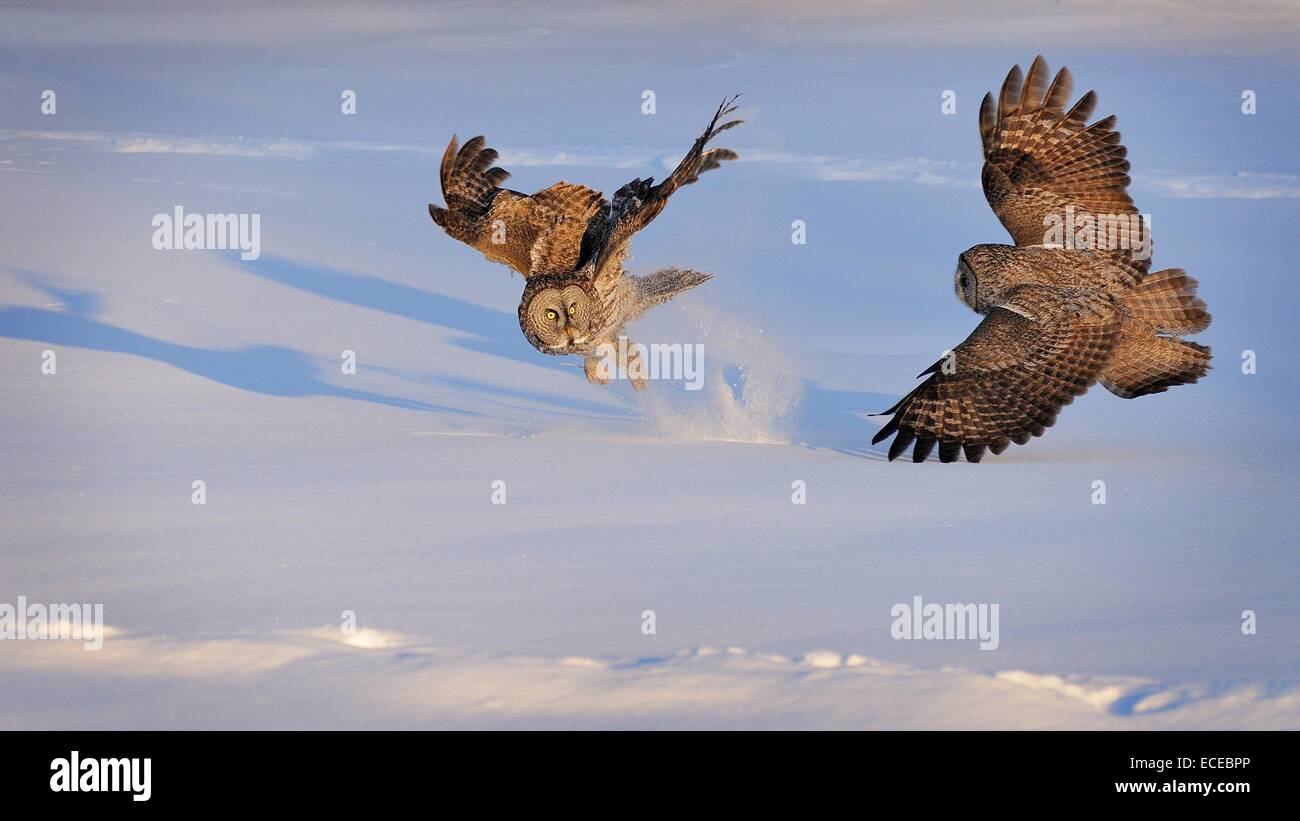 Animals Fighting Stock Photos & Animals Fighting Stock Images - Alamy