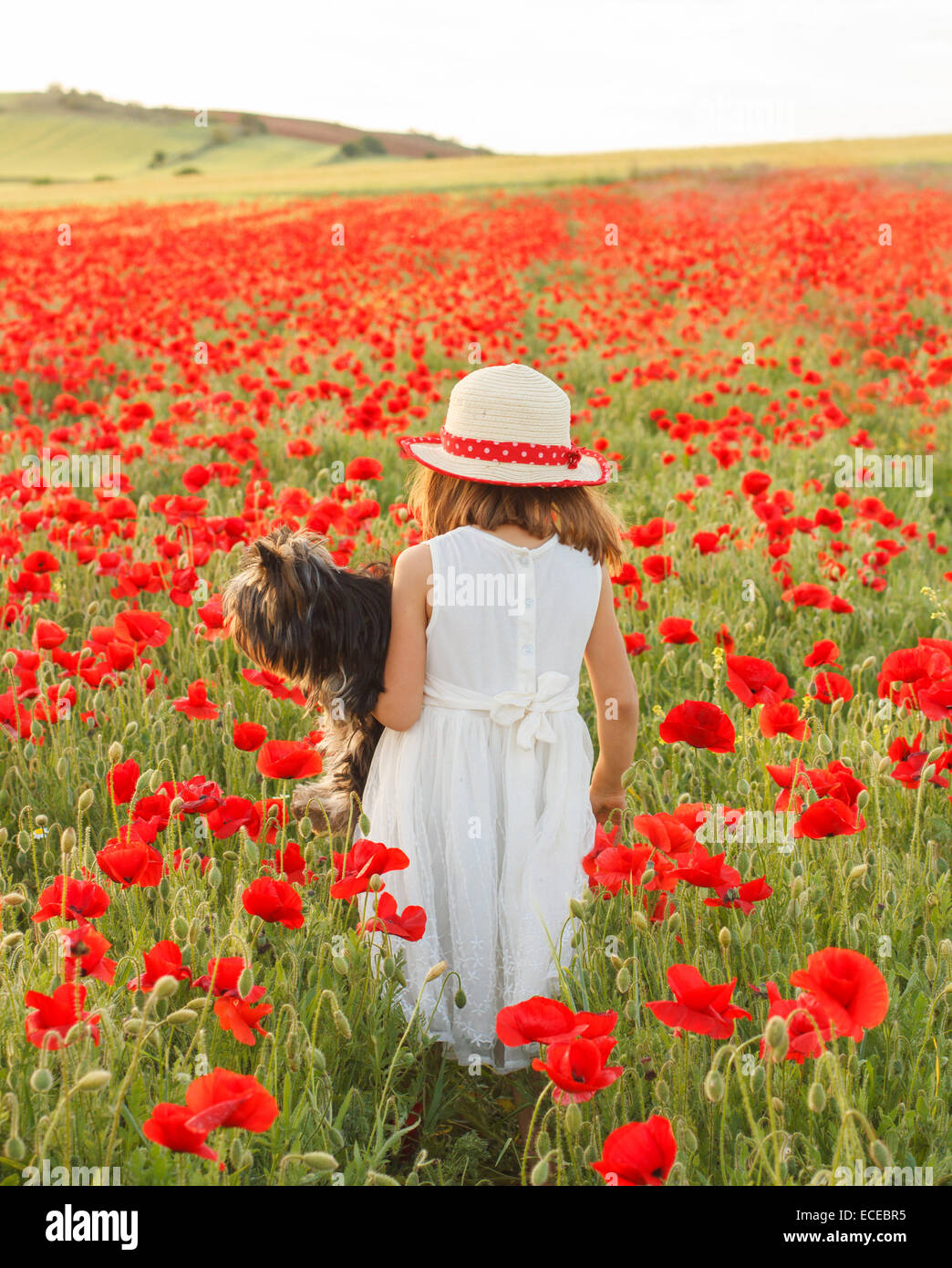 Rear view of a girl walking through a poppy field carrying her dog ...