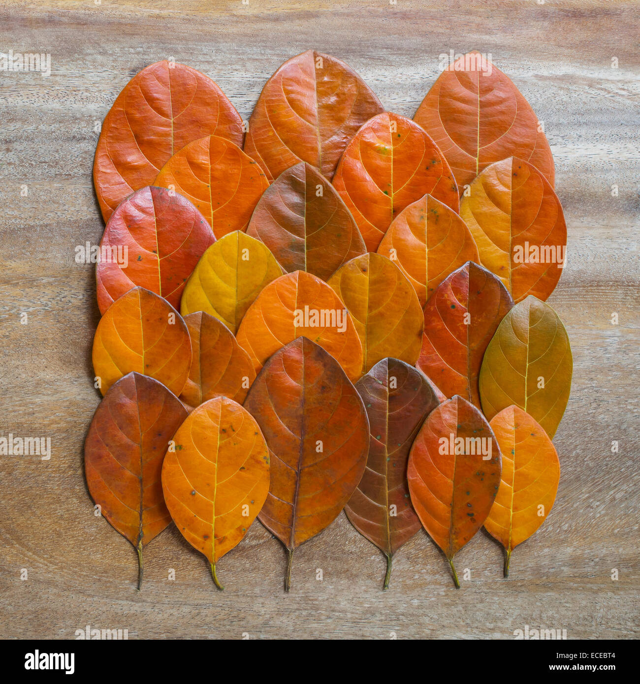 Overlapping Leaves High Resolution Stock Photography and Images - Alamy