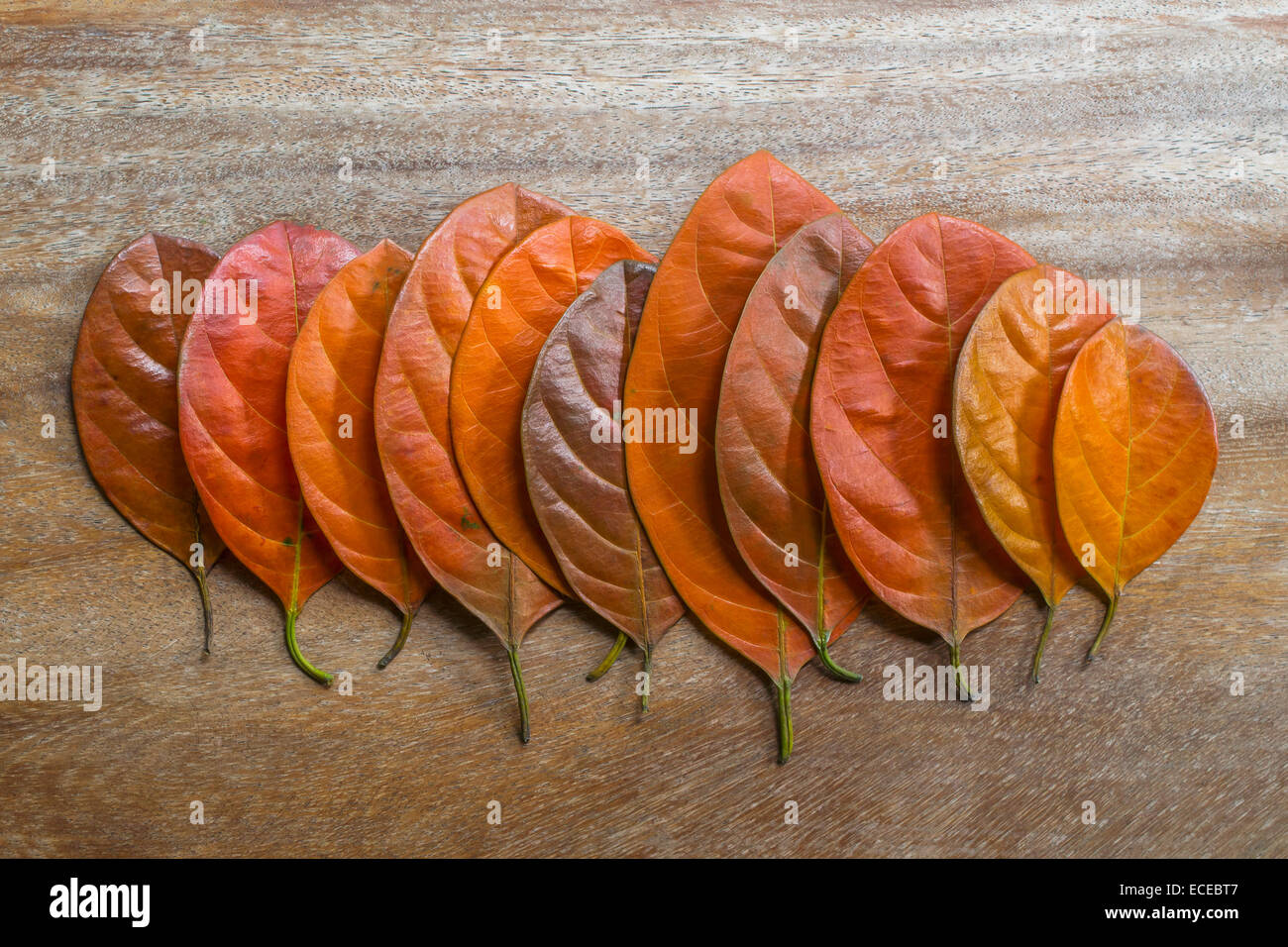 Overlapping Autumn Leaves High Resolution Stock Photography and Images ...