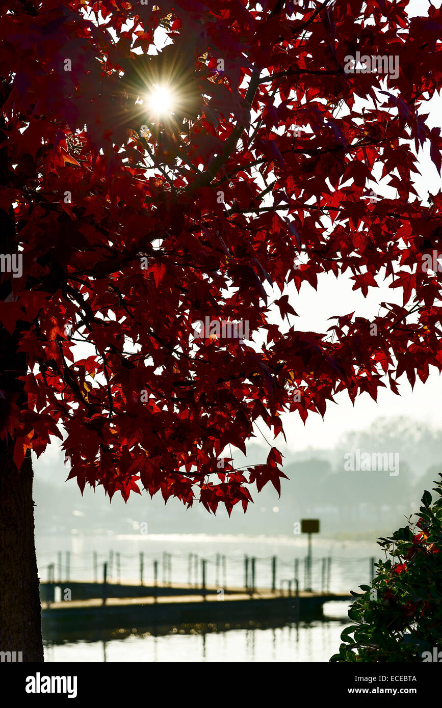 Italy, Sun shining through red foliage of maple tree with lake pier in ...