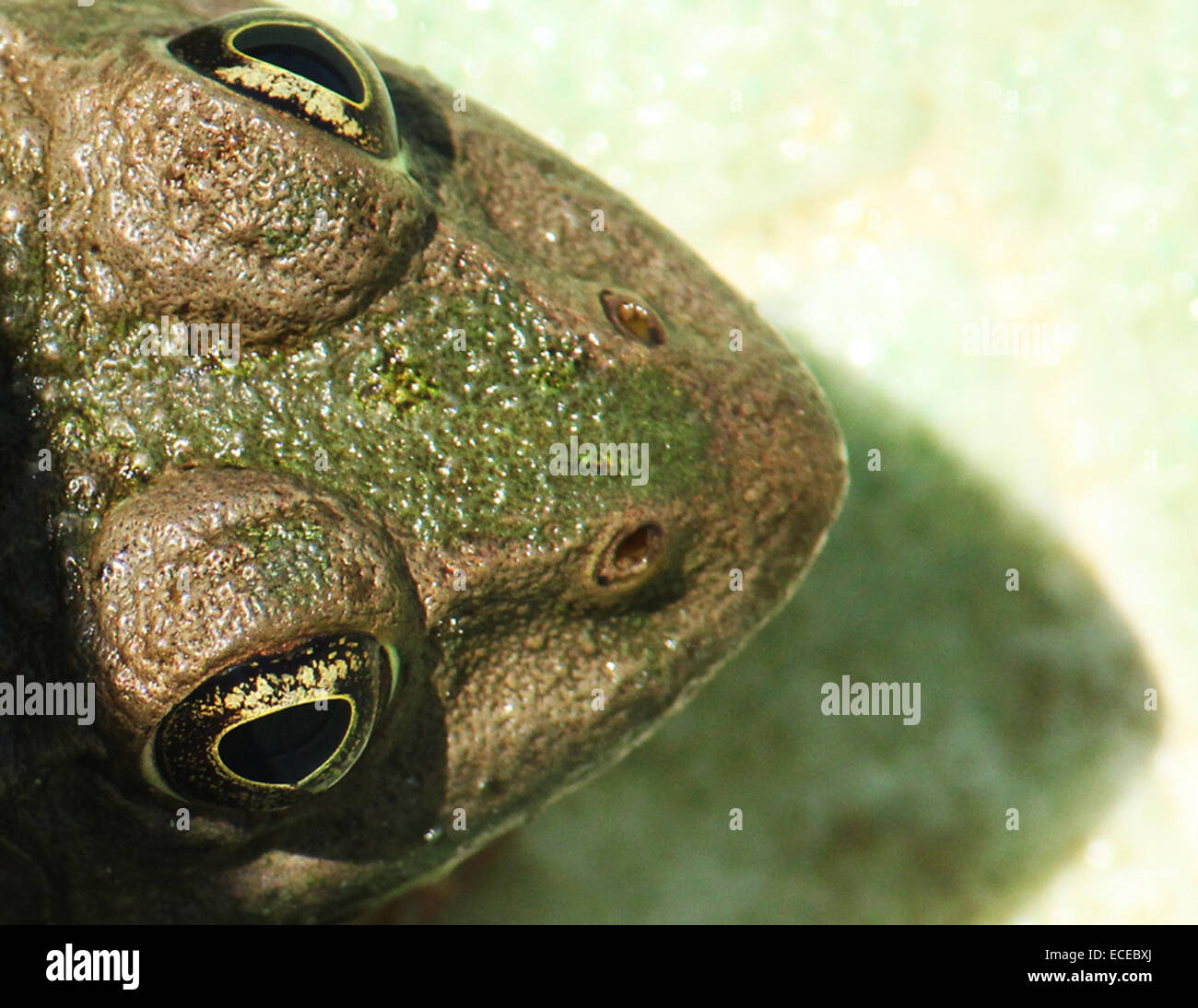 Frogs up close hi-res stock photography and images - Alamy