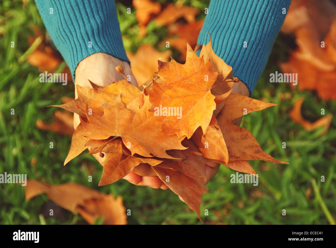 Human hands with autumn leaves Stock Photo - Alamy