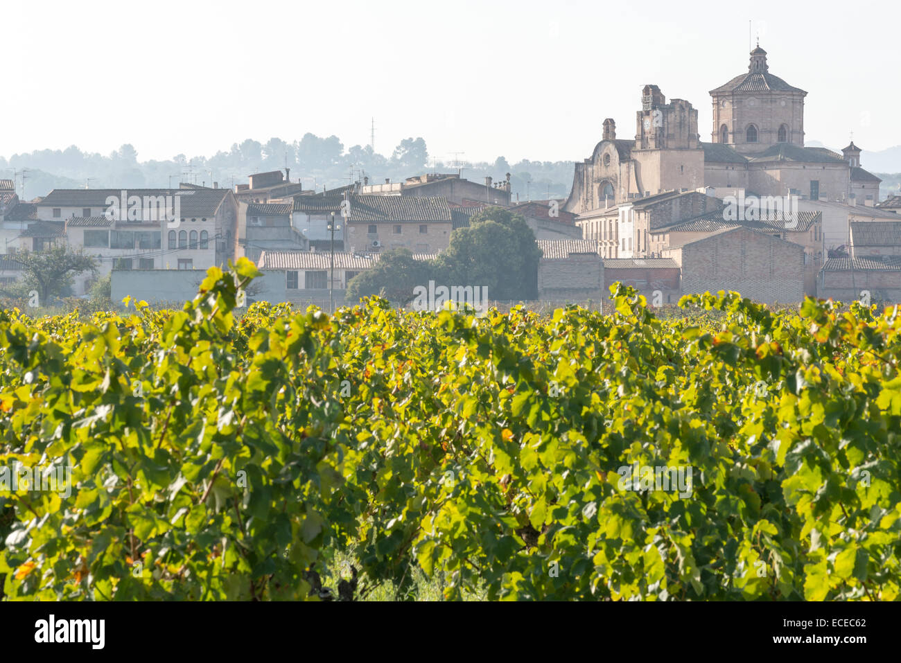 Spain, Catalonia, Tarragona, Ginestar, Sant Marta church, Vineyards ...